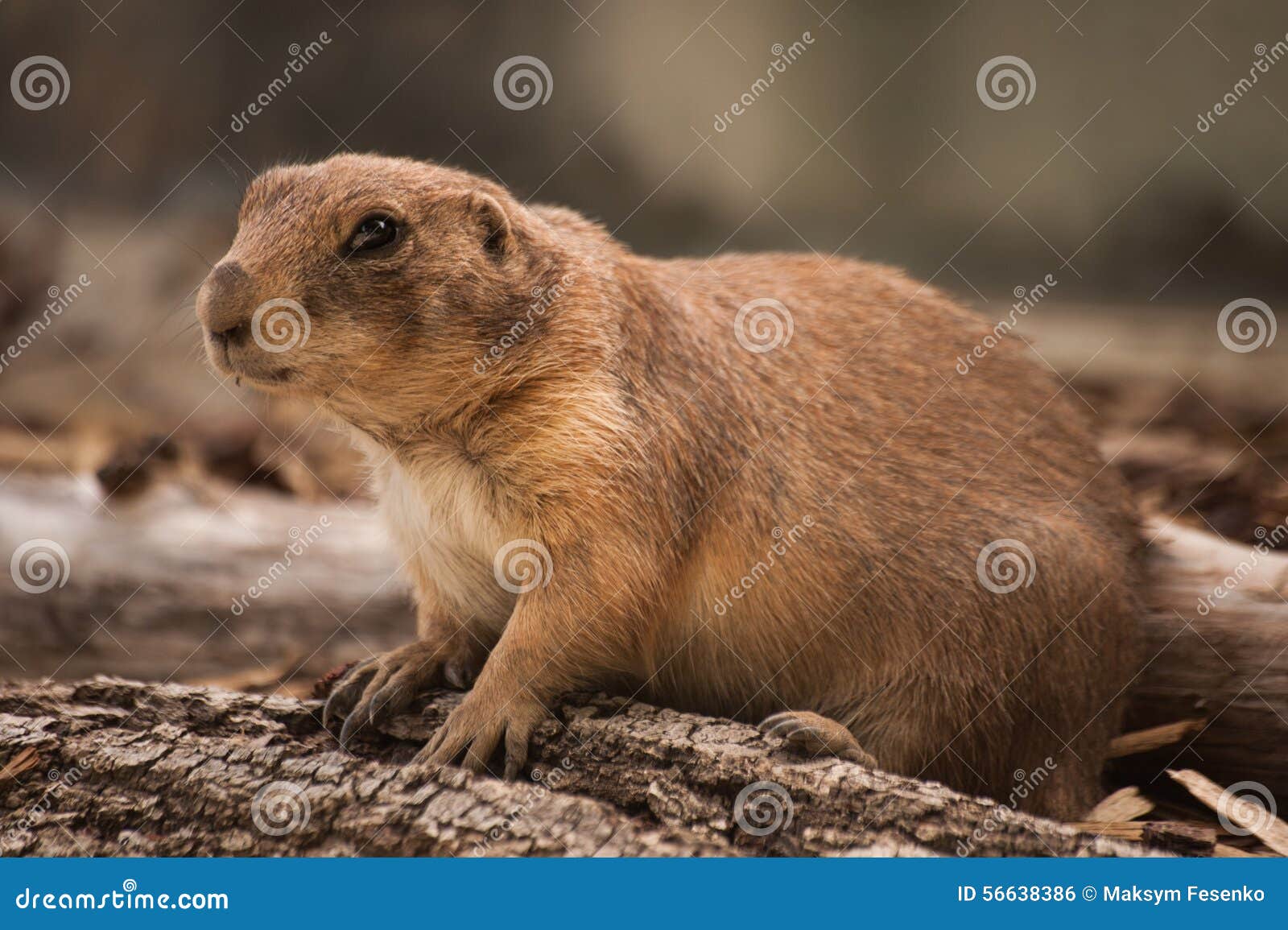 Close Up of a Gopher stock photo. Image of close, brown - 56638386