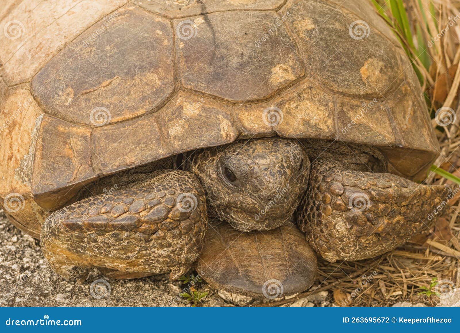 Close-up of a Gopher Tortoise Stock Photo - Image of outdoors ...