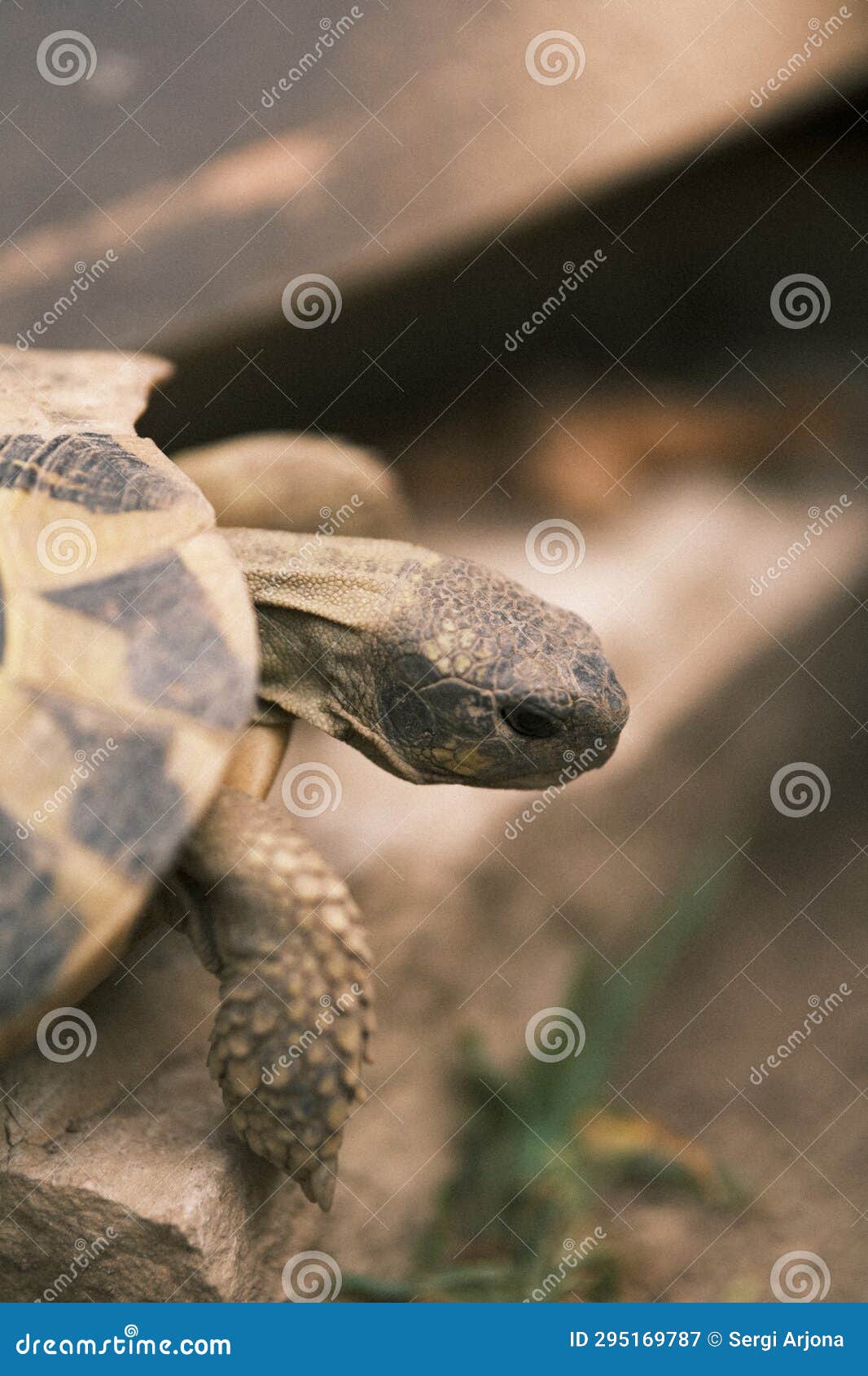 Close-up of a Gopher Tortoise Sticking Its Head Out of Its Shell Stock ...