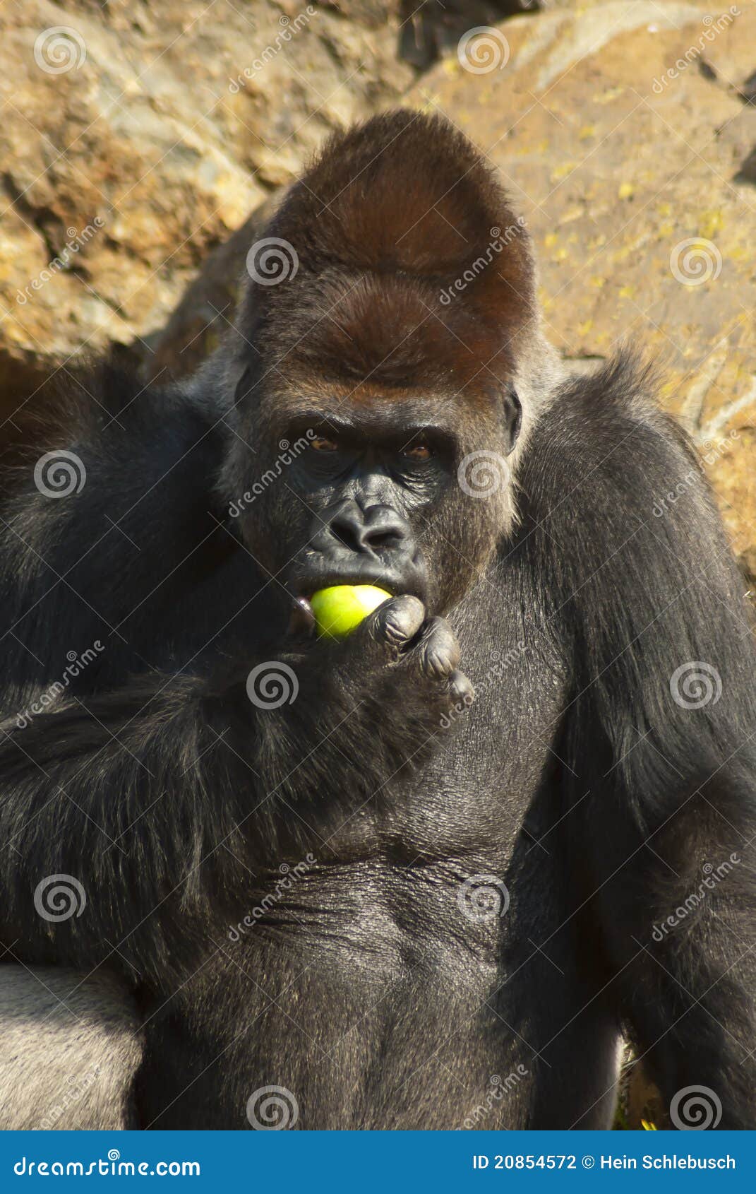 Close-up of Gorilla Eating an Apple Stock Photo - Image of male, leader ...