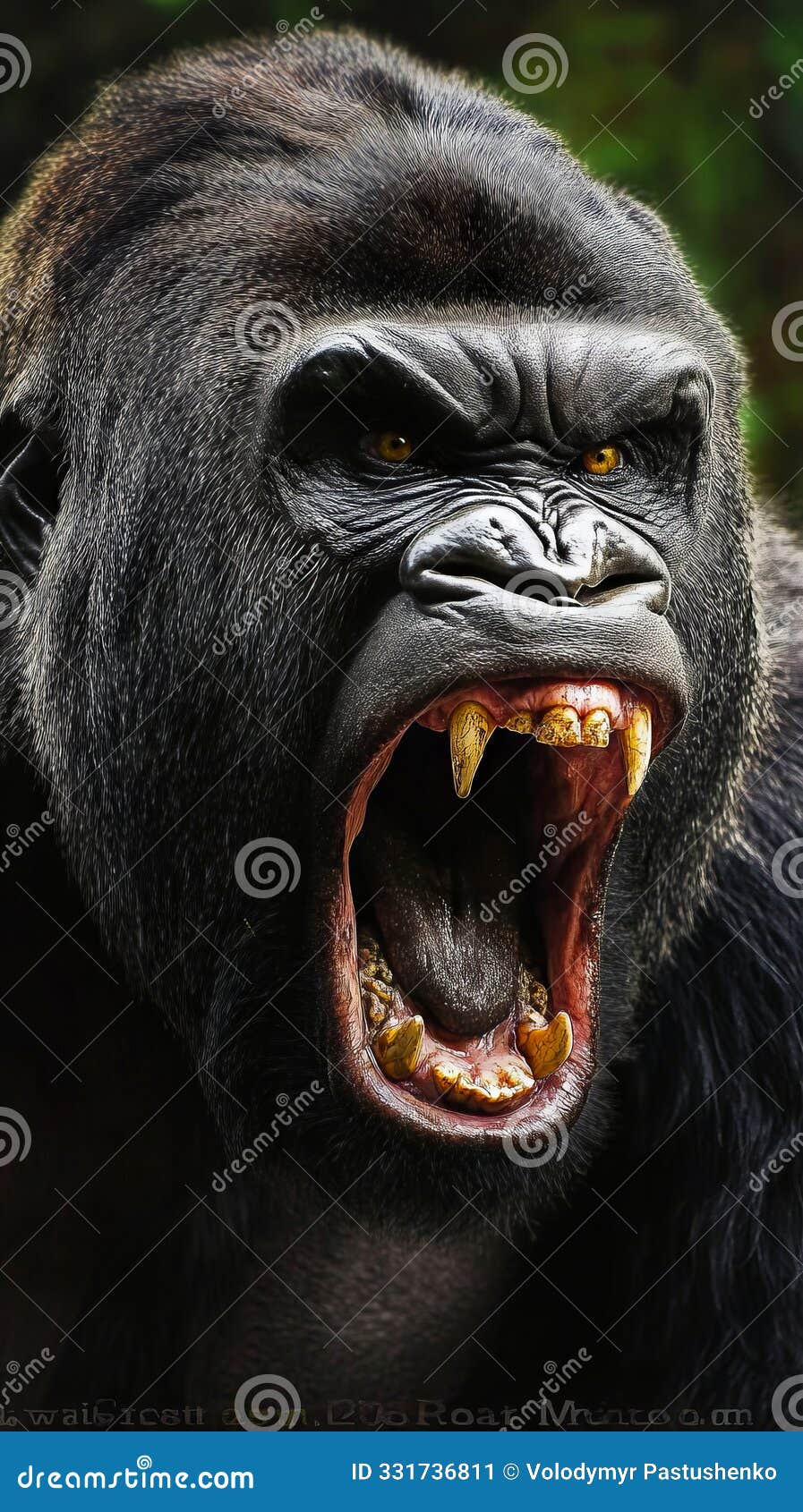 A Close Up of a Gorilla with Its Mouth Open Showing Teeth Stock Image ...