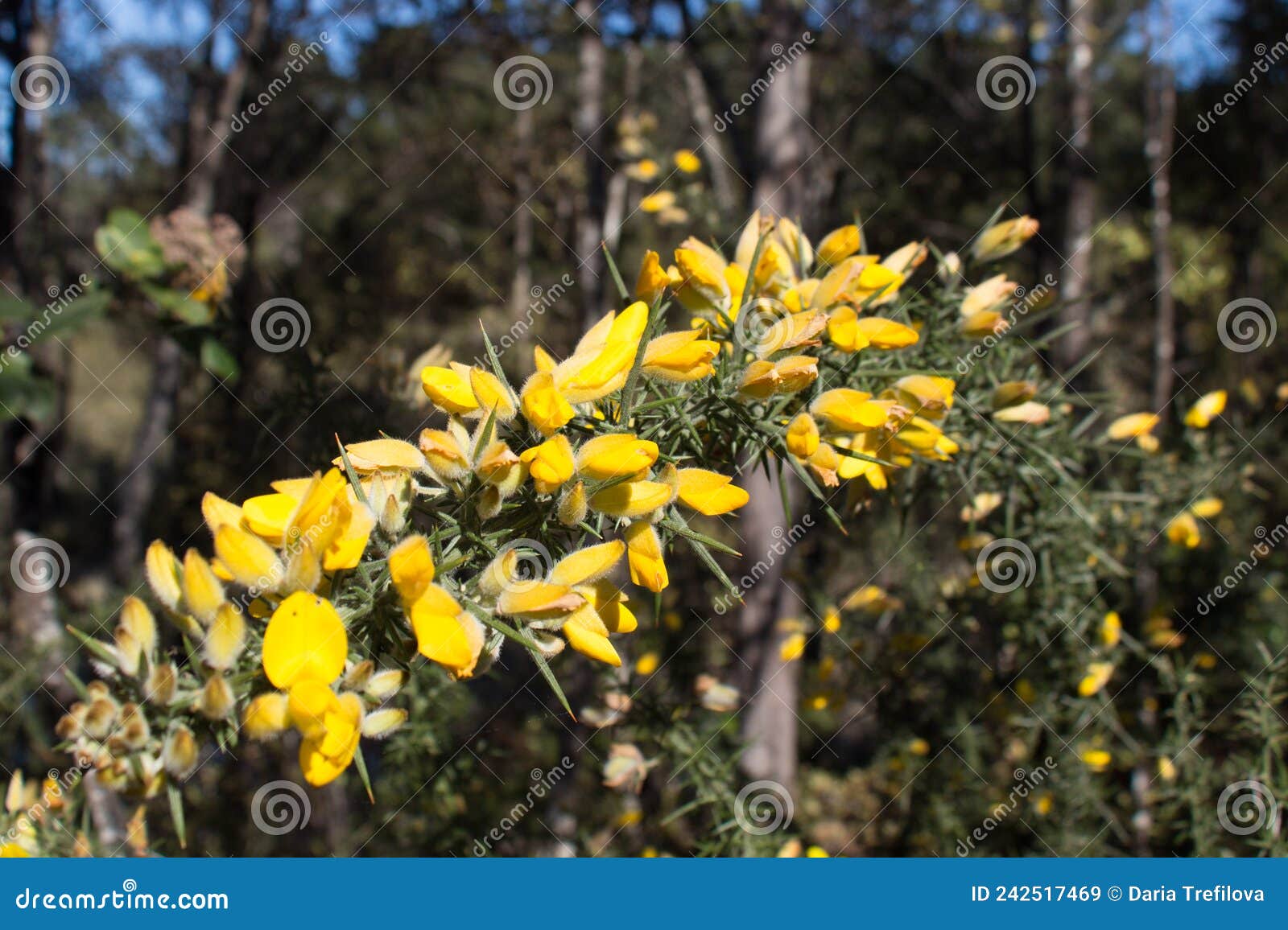 Close Up of Gorse in Bloom, New Zealand Stock Image - Image of flower ...