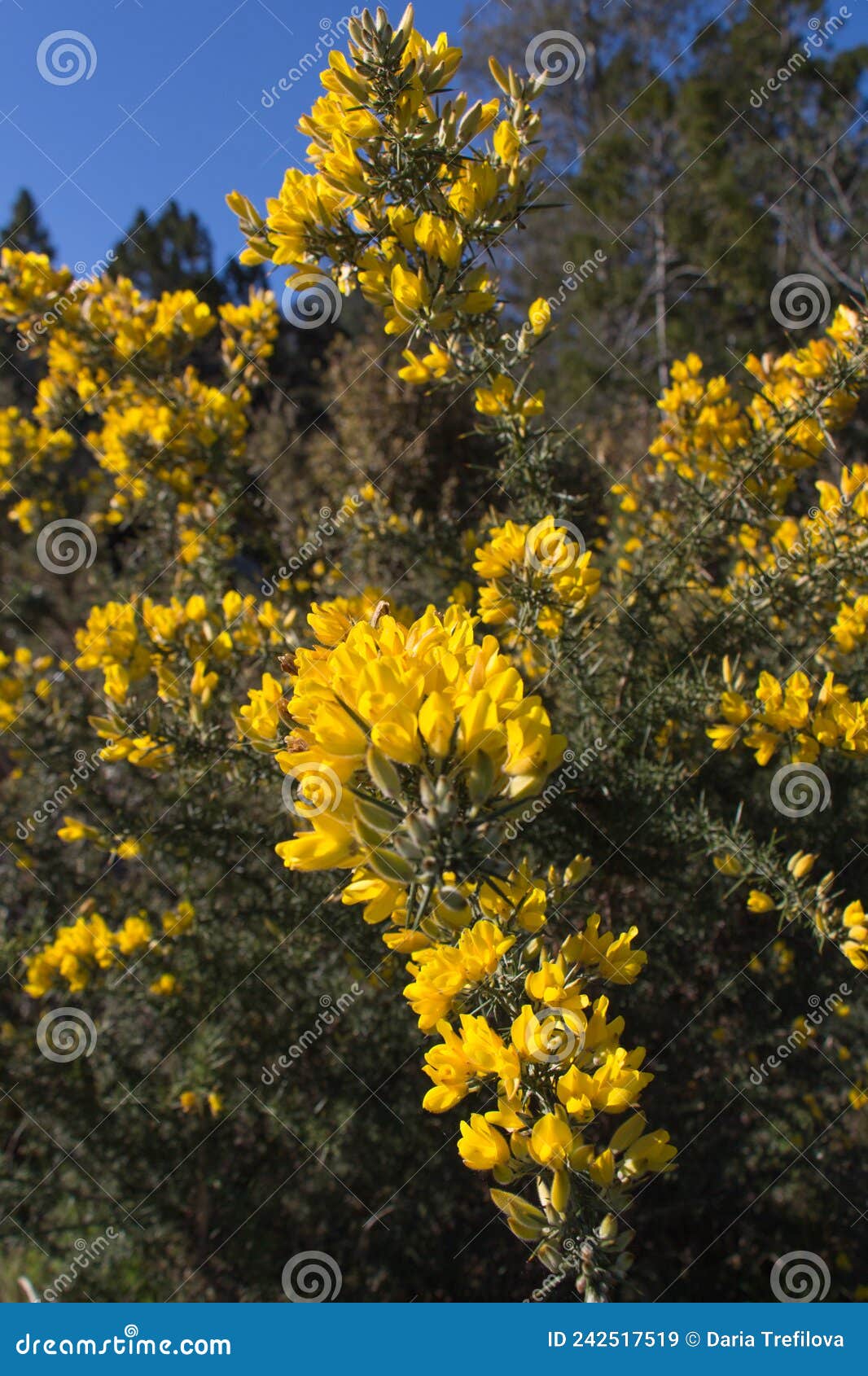 Close Up of Gorse in Bloom, New Zealand Stock Image - Image of bloom ...