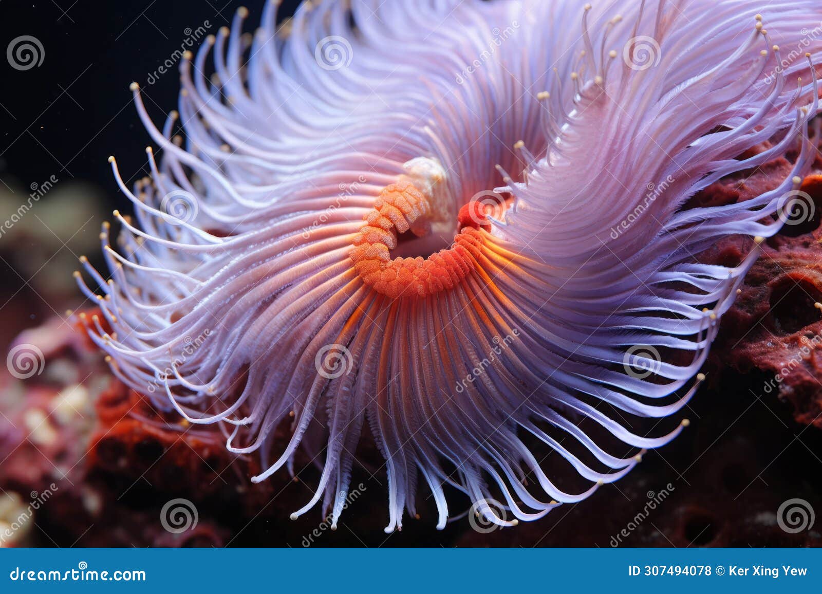 A Close-up of a Graceful Feather Duster Worm Stock Illustration ...