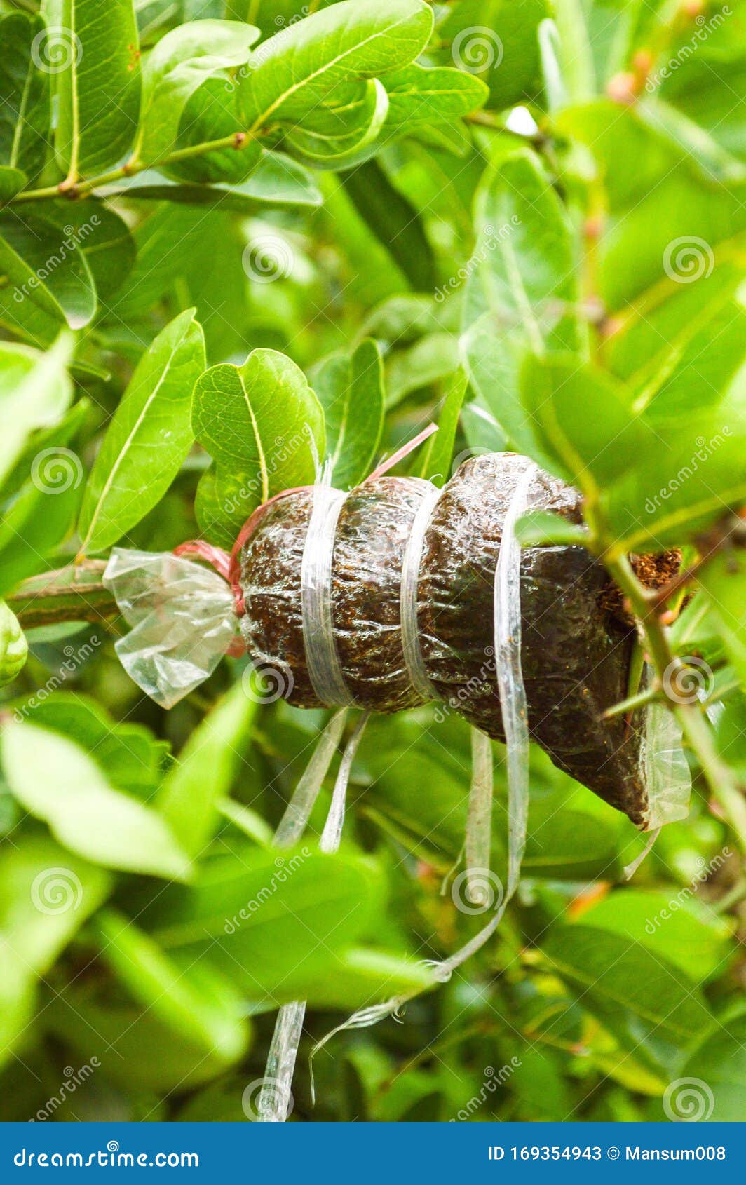Grafting on Tree Branch in Garden Stock Image - Image of grafting ...