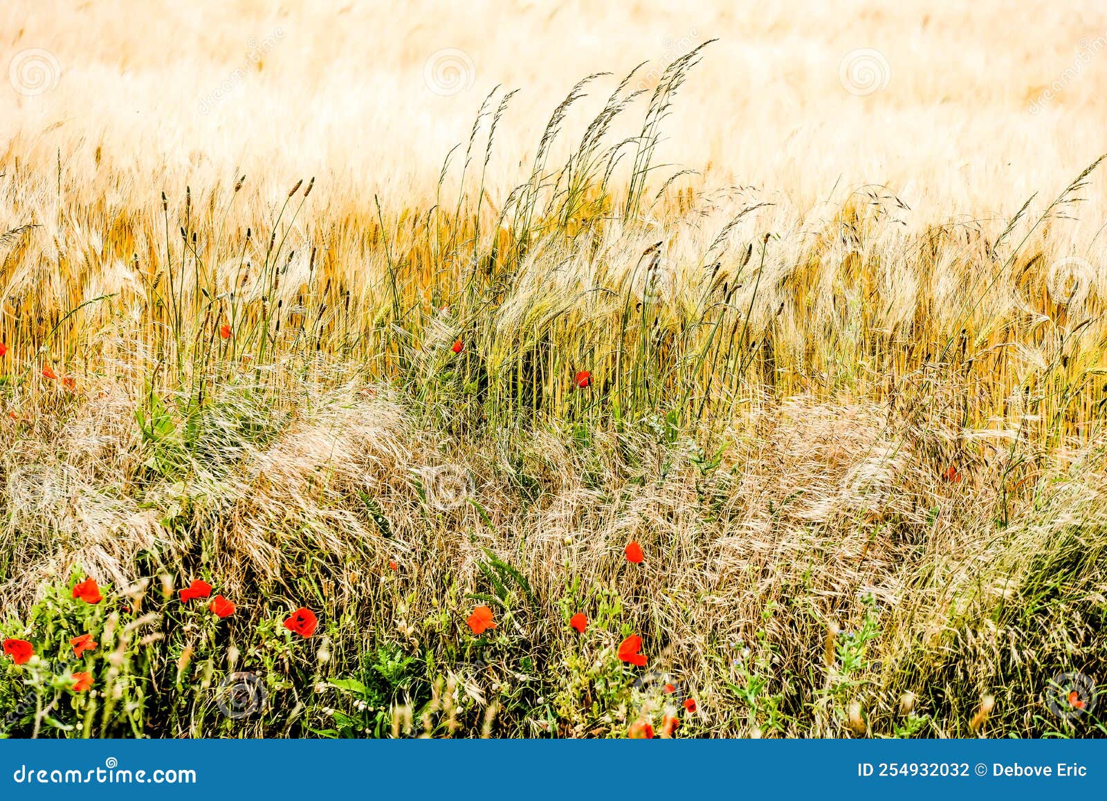 Ears of Barley Dancing in the Wind Stock Photo - Image of poppy, close ...