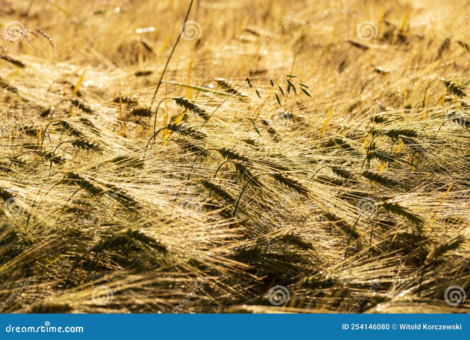 A Close-up of Grain Ears Under the Harsh Summer Sun Light. Summer. Day ...