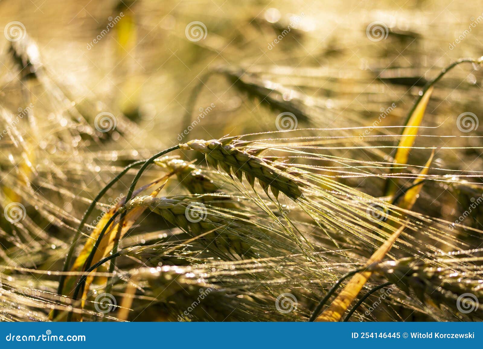 A Close-up of Grain Ears Under the Harsh Summer Sun Light. Summer. Day ...