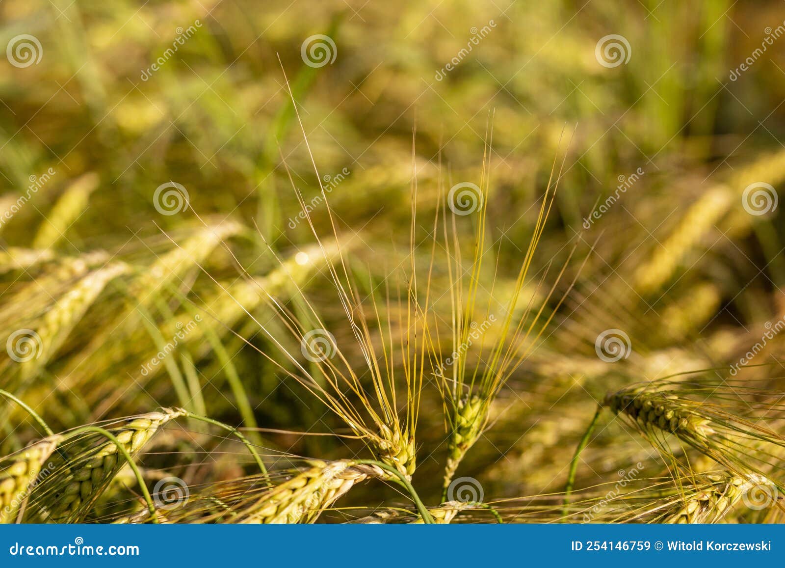 A Close-up of Grain Ears Under the Harsh Summer Sun Light. Summer. Day ...
