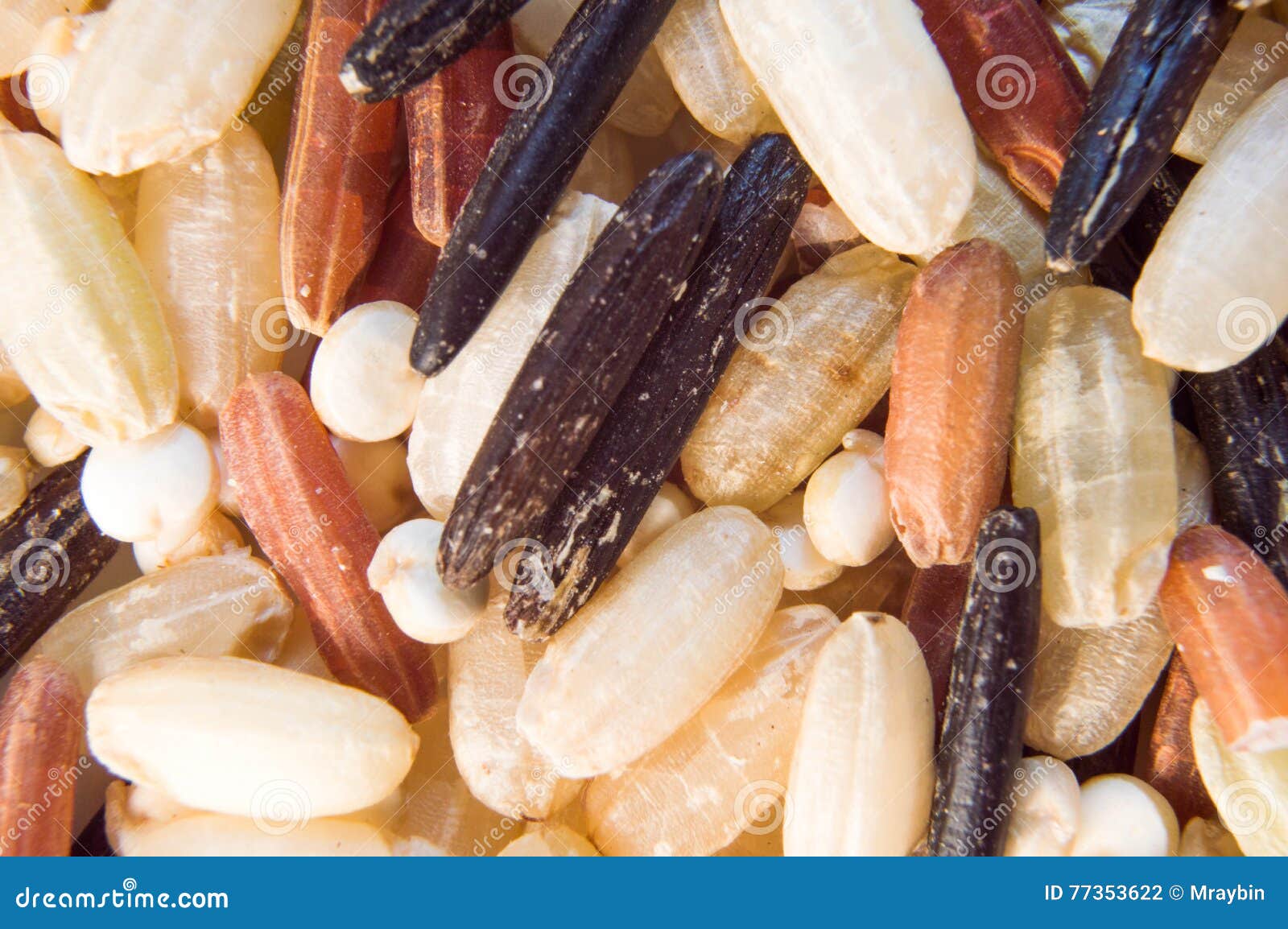 Close Up of Grain and Rice Mix Stock Photo - Image of cooked, closeup ...