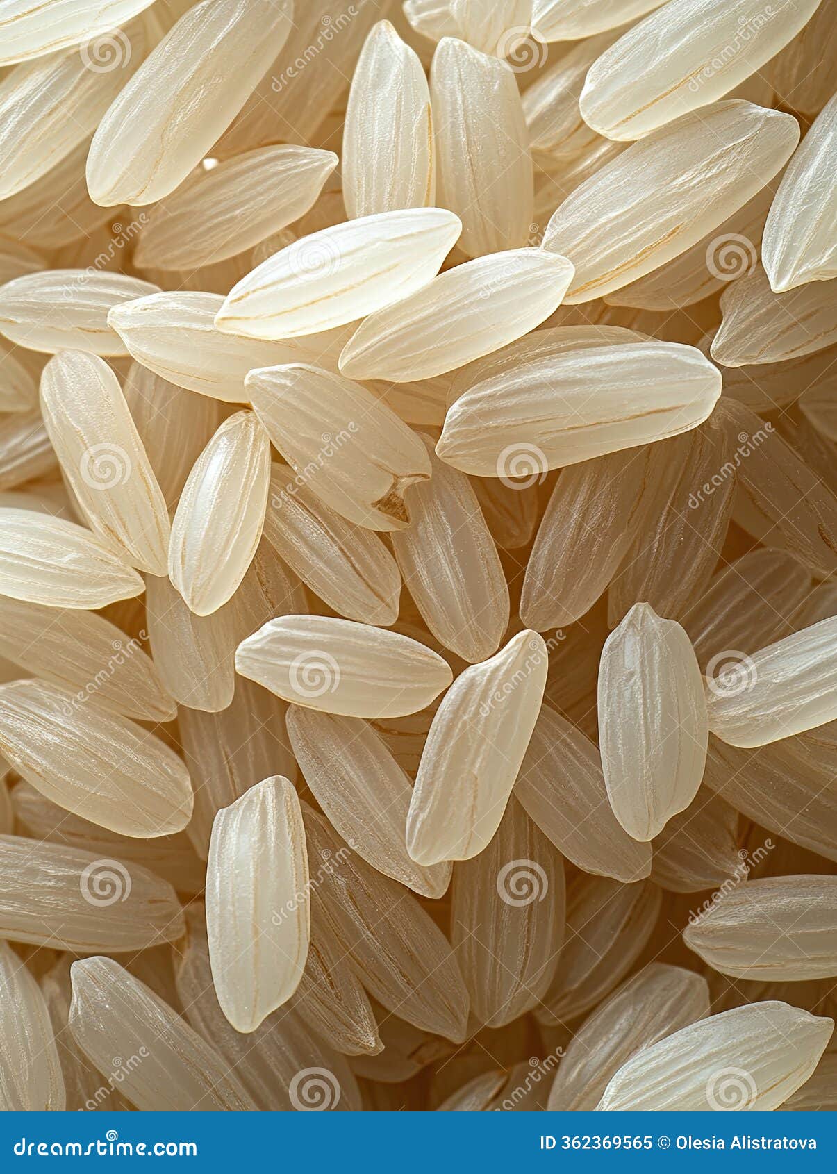 Close-up of a Grain of Rice, Vertical Stock Illustration - Illustration ...