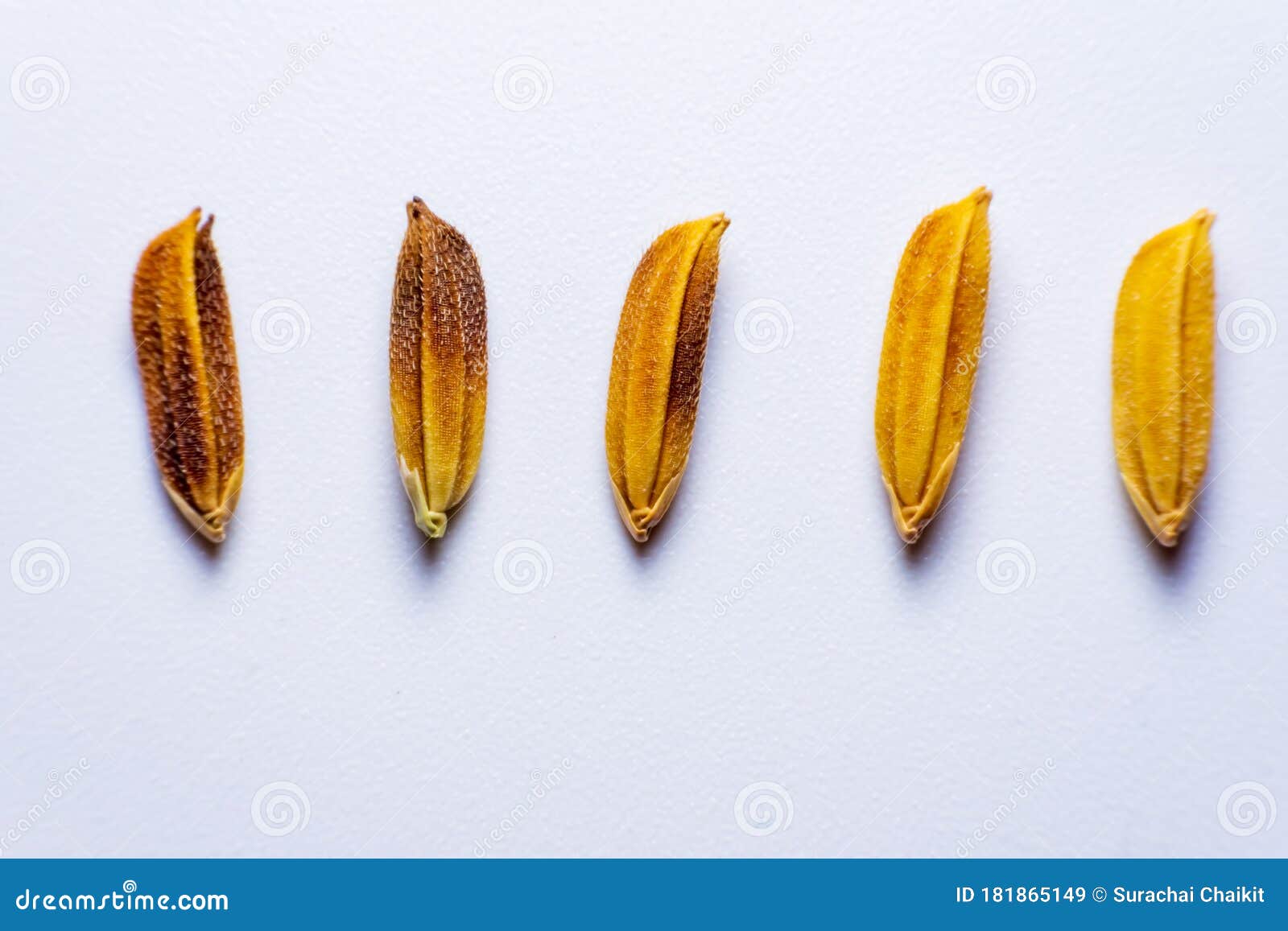Close Up Grain Rice with White Fungus on the White Background Stock ...