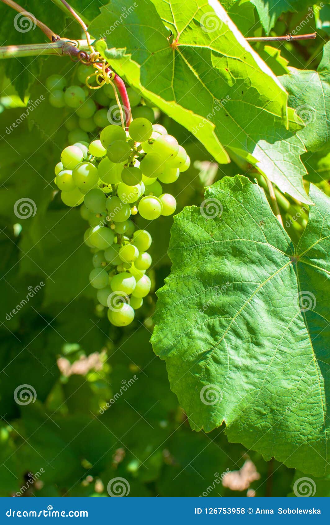 Close-up of Grape Blossoming in Sun in Orchard in Summer Stock Photo ...