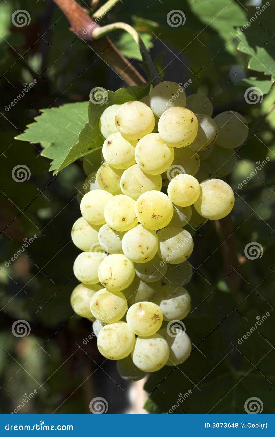 Close Up of a Grape Cluster Stock Photo - Image of group, drink: 3073648