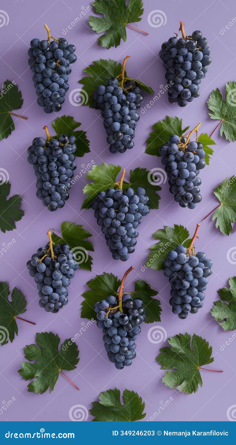 Grape Clusters On The Vine Cartoon Vector | CartoonDealer.com #56304933