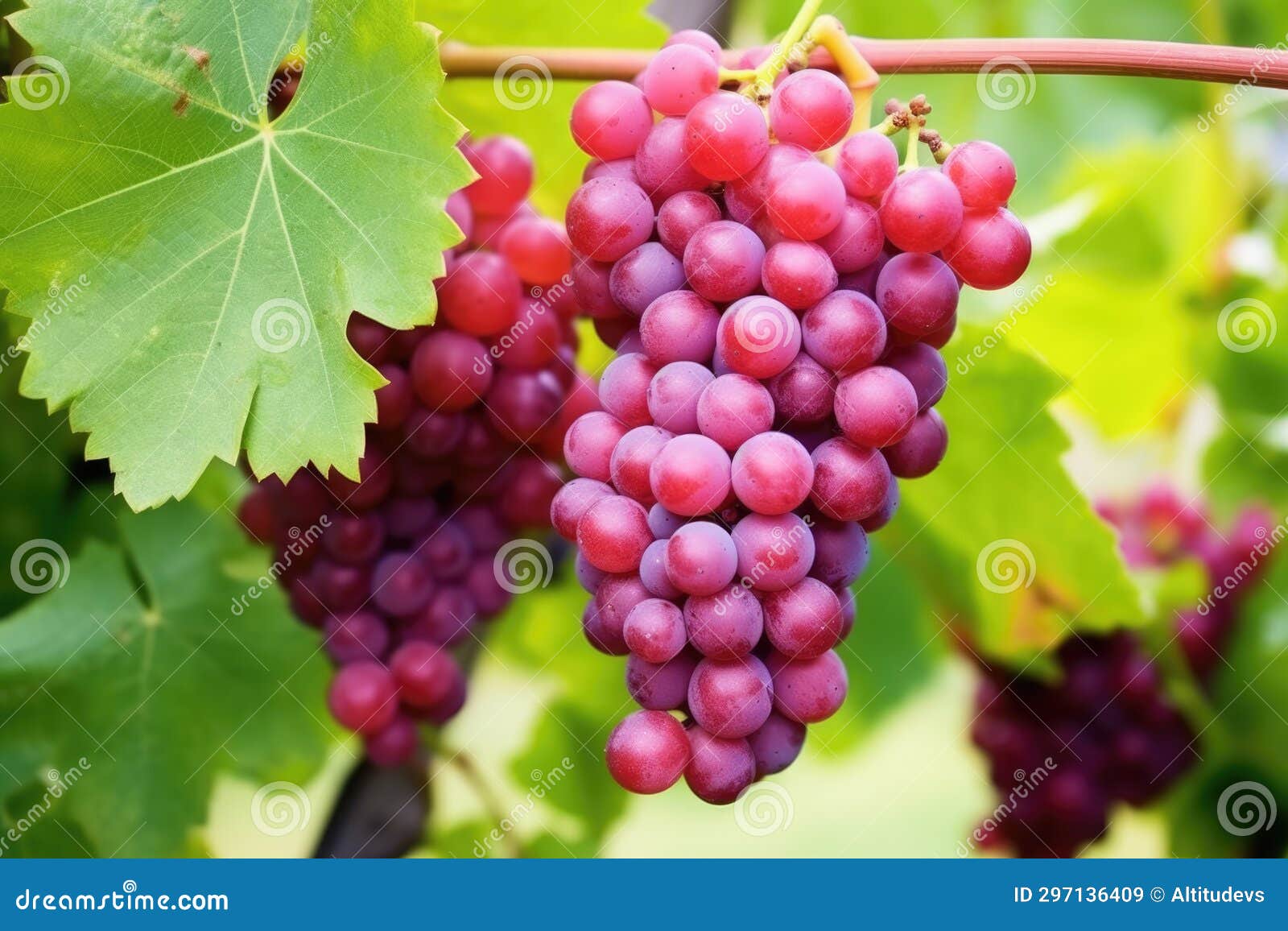 Close-up of Grape Clusters on a Vine Stock Image - Image of production ...