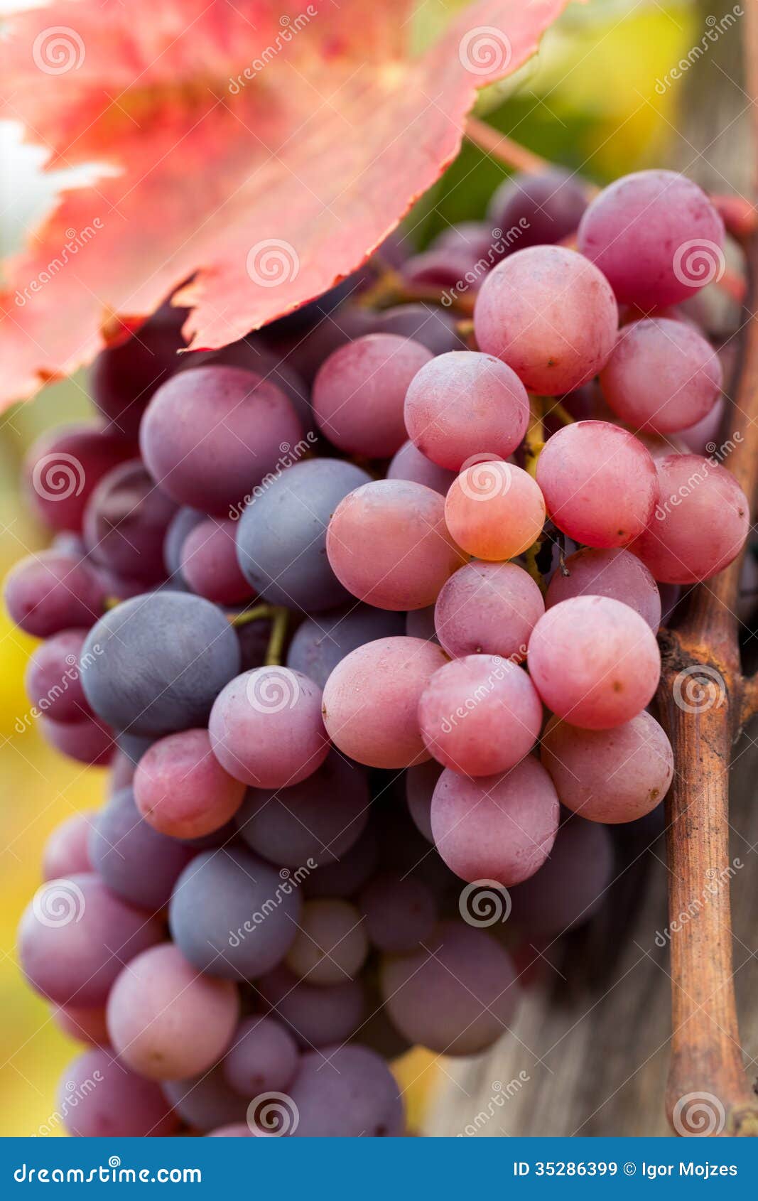 Close up of grape stock image. Image of beauty, leaf - 35286399
