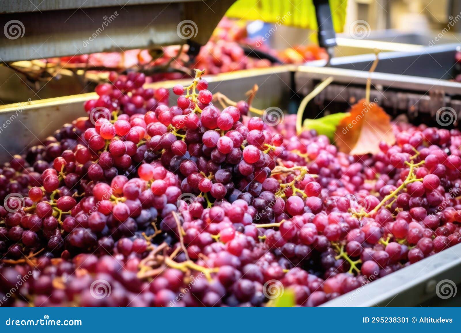 Close-up of Grape Sorting Machine Stock Image - Image of industry ...