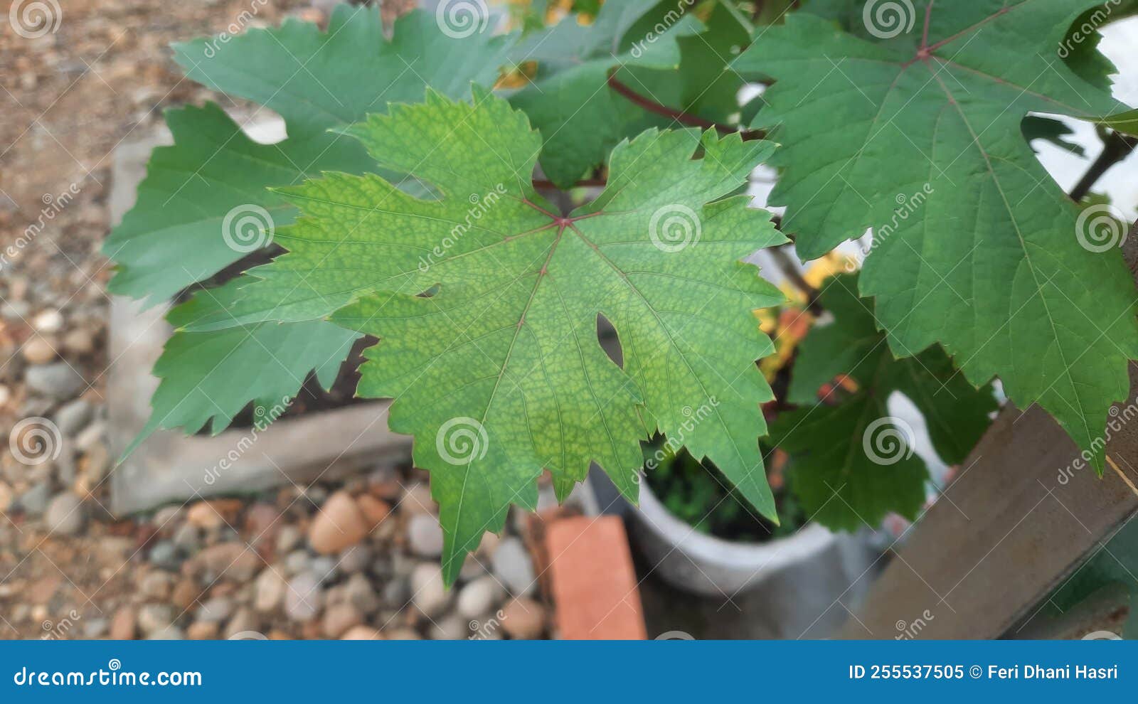 Close Up of Grape Tree Leaves Stock Image - Image of grapevine, leaf ...
