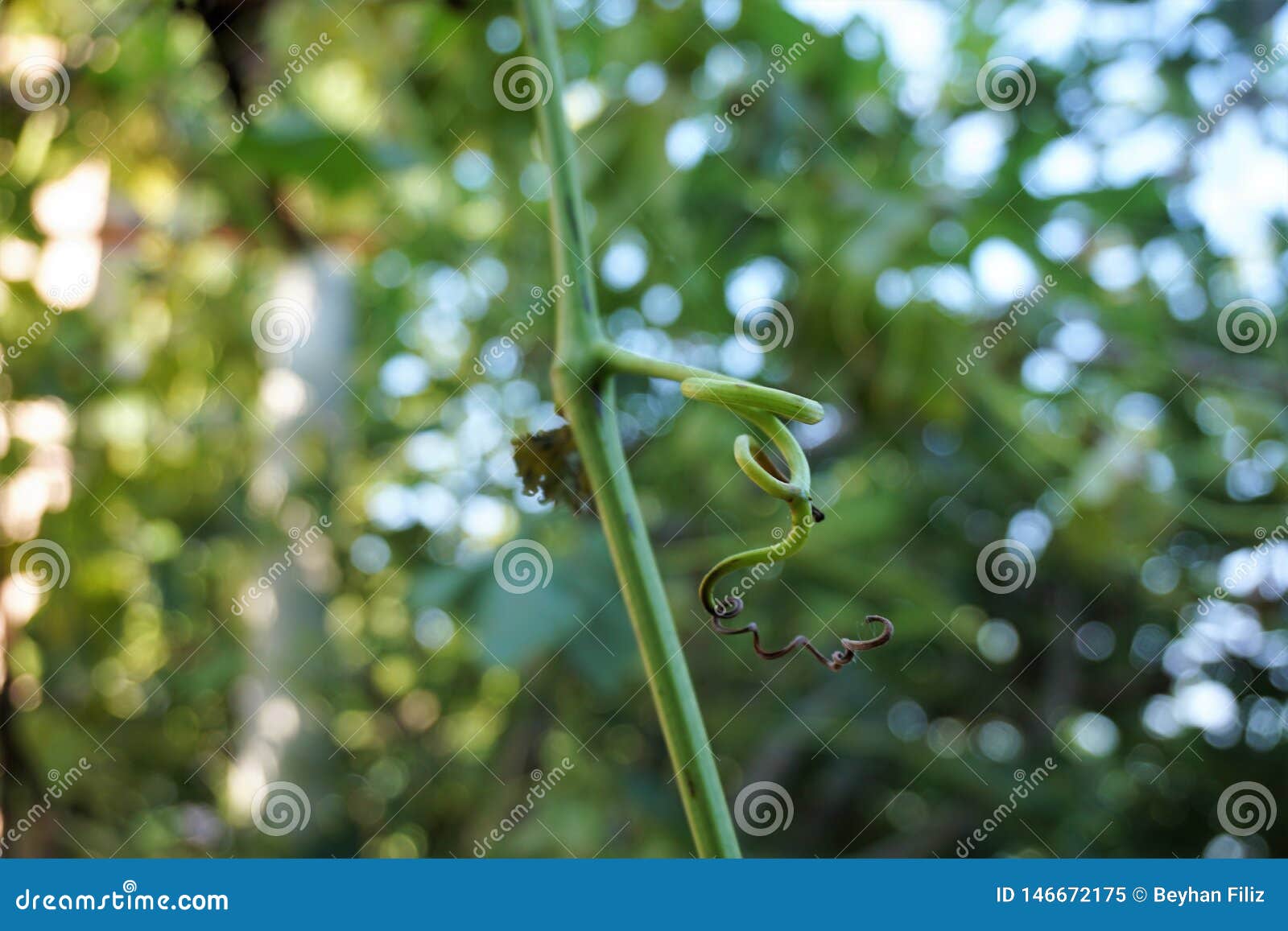 Close-up Grape Vine Tendril with Bokeh Background Stock Image - Image ...