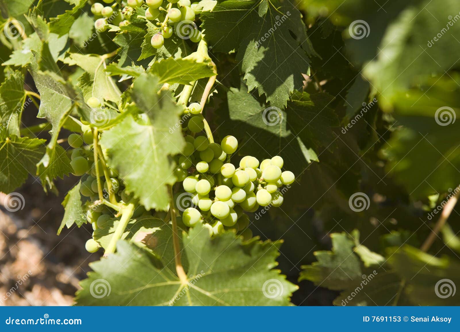 Close-up of Grapes on a Grapevine Stock Image - Image of grape, country ...