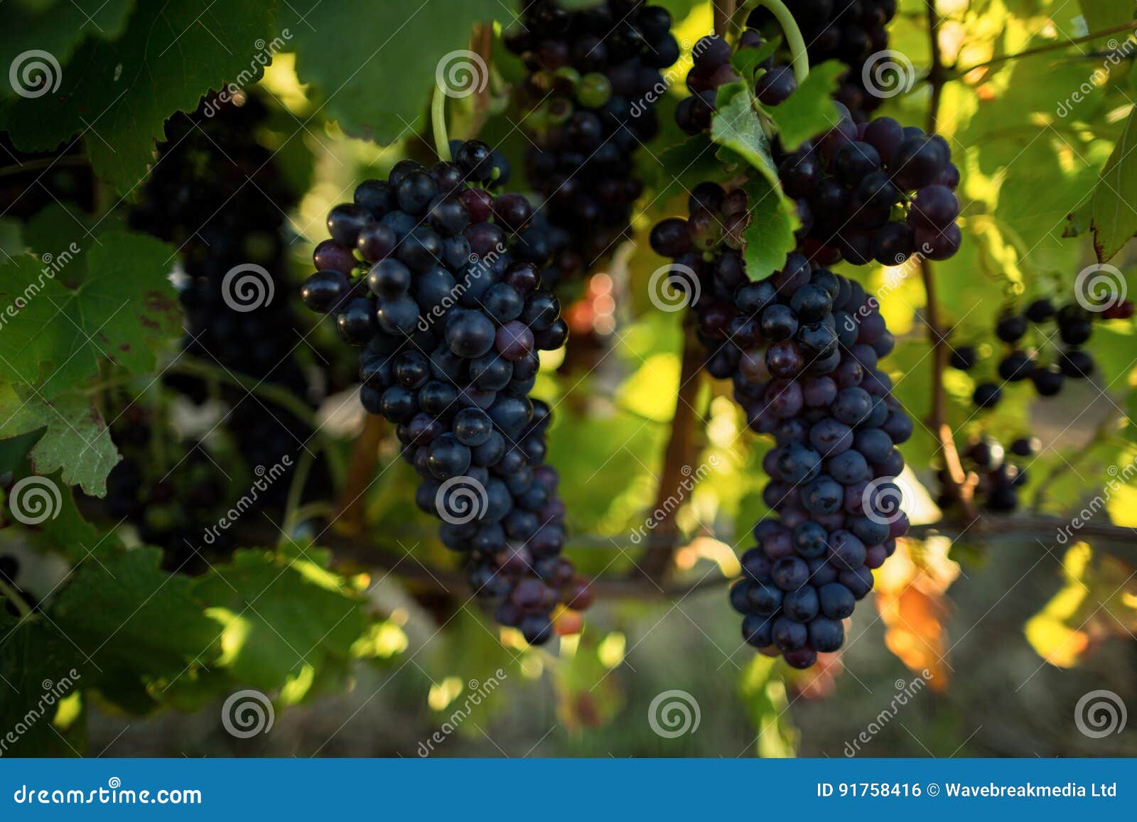 Close Up of Grapes Hanging on Plants Stock Photo - Image of agriculture ...