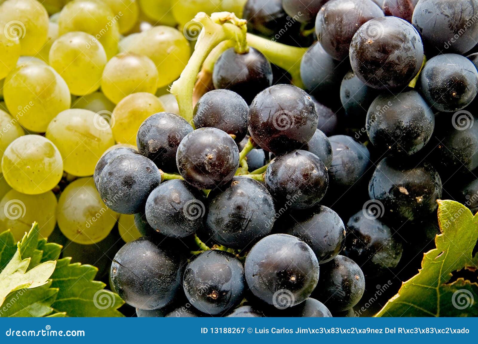 Close-up of grapes varied stock image. Image of wine - 13188267