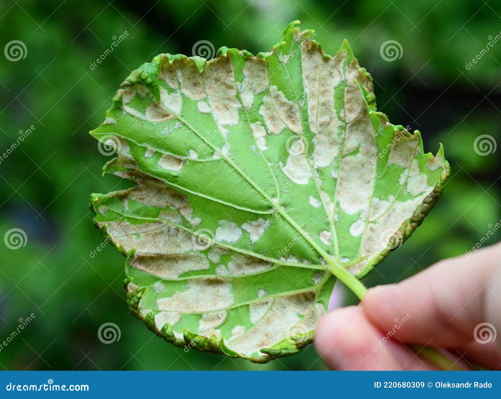 A Close-up of a Grapevine Infected by Downy Mildew Grapevine Disease. a ...