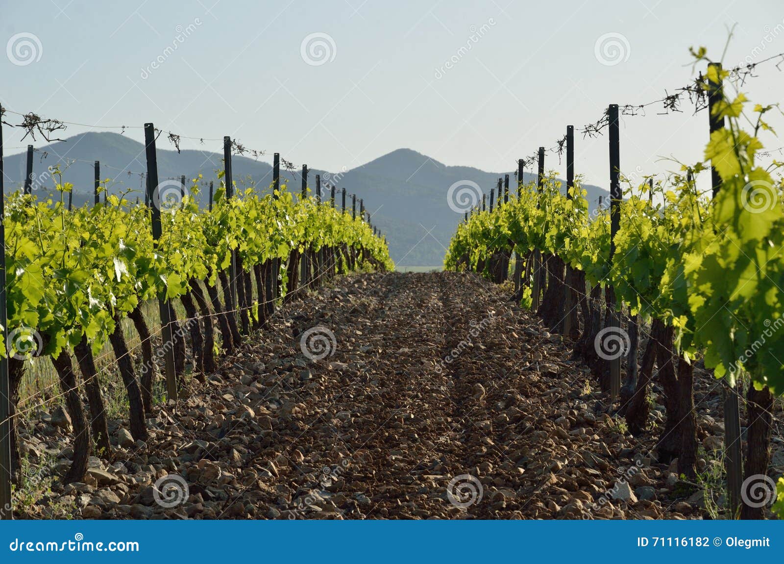 Close-up of the Grapevine Plantation Stock Photo - Image of rows, close ...