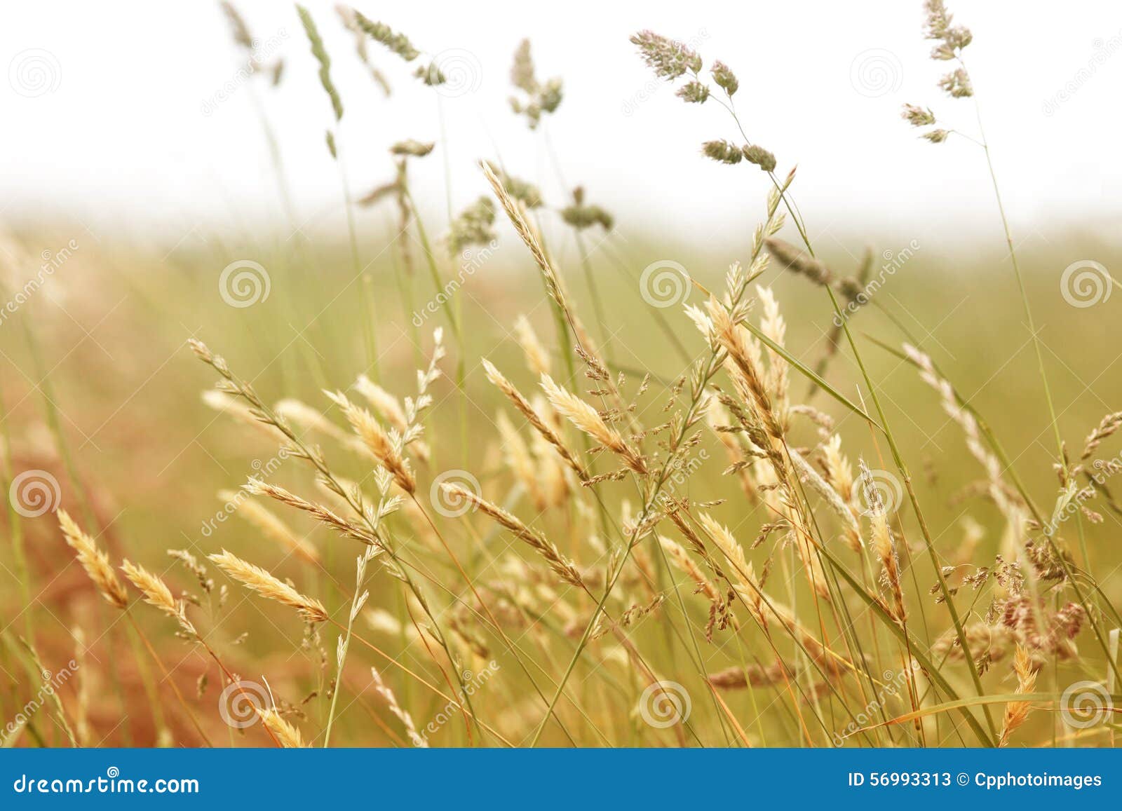 Close Up of Grass Blowing in the Wind Stock Image - Image of ...