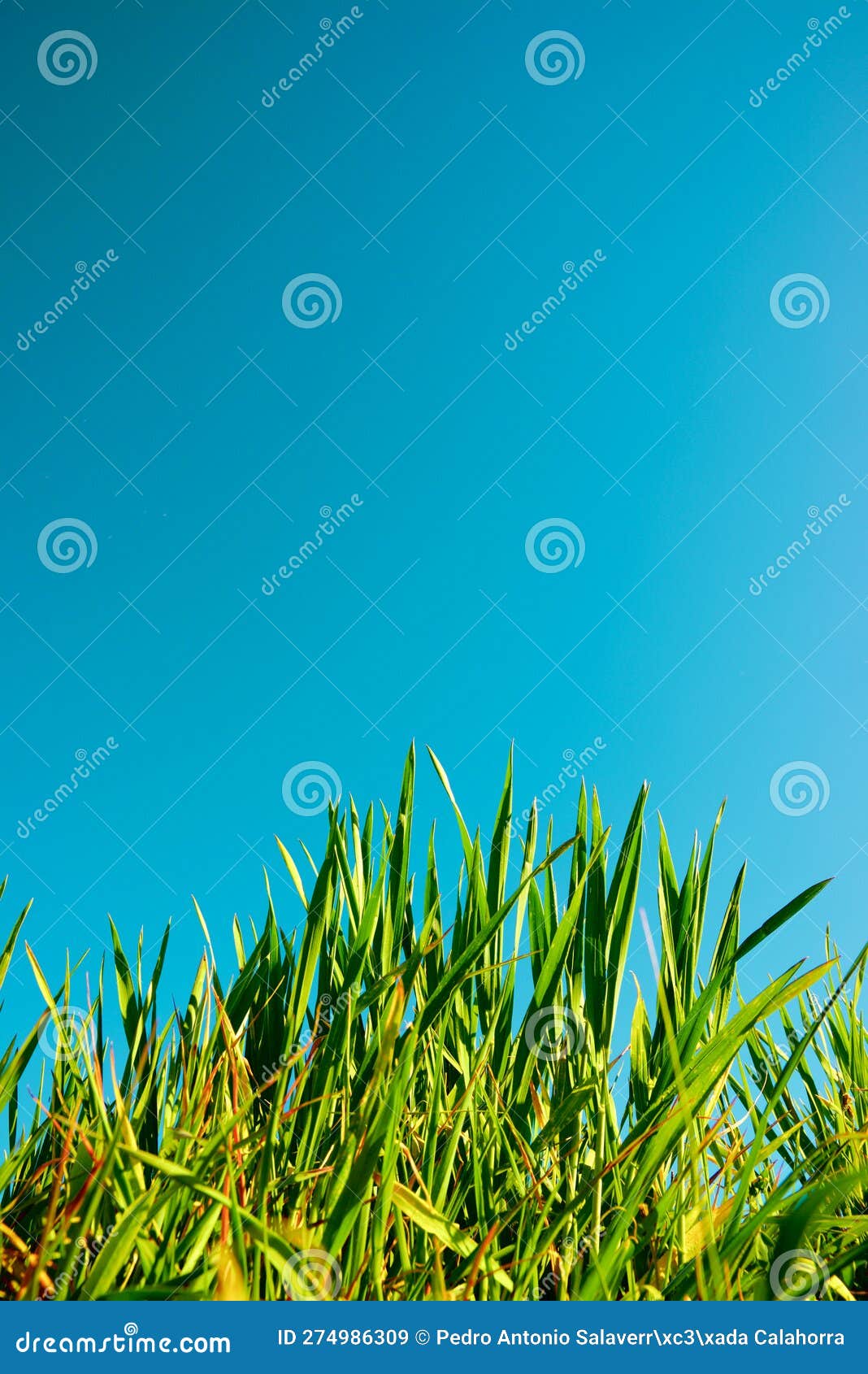 Close Up of the Grass in a Crop Field Stock Image - Image of macro ...