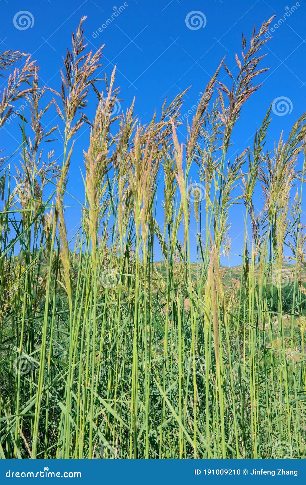 Grass ears stock photo. Image of grass, herbaceous, grasses - 191009210