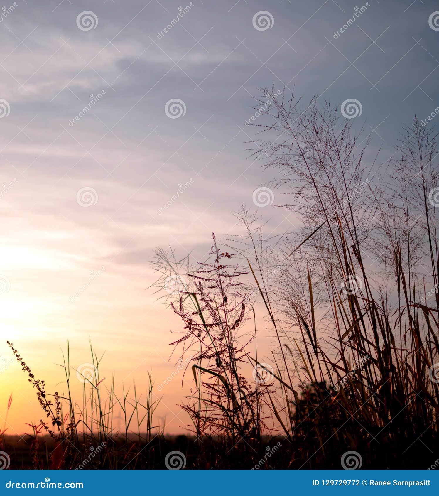 Close Up Grass Field in the Evening with Twilight Stock Photo - Image ...