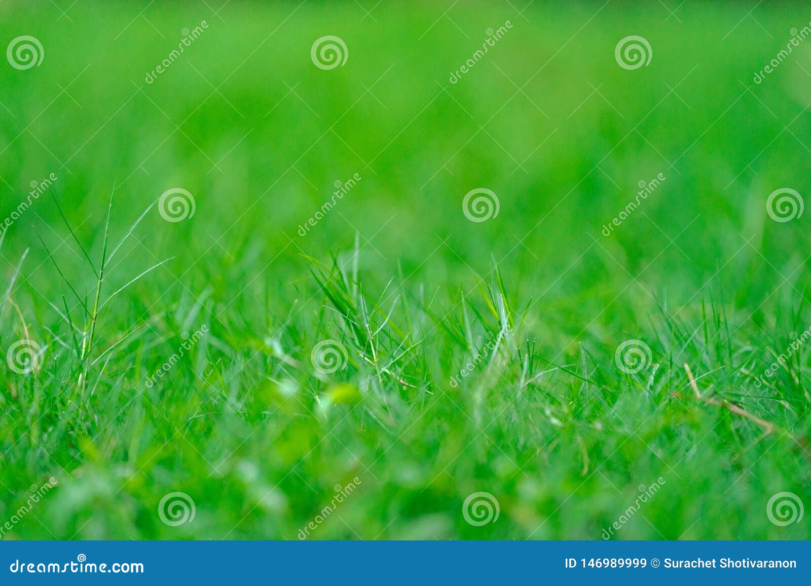 Close Up Grass Field in the Garden with Blur Background Stock Image ...