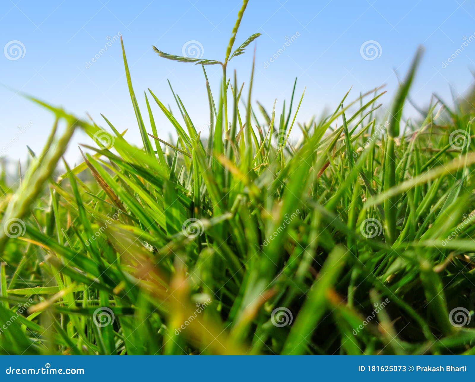 Close-up of Grass in the Field Macro Stock Image - Image of green ...