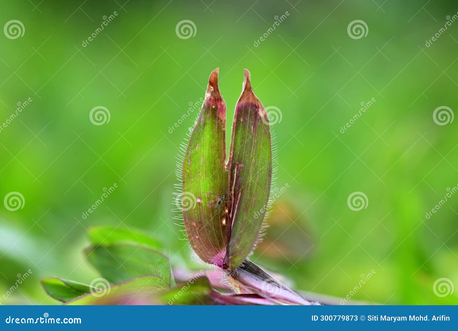 Close Up of Grass with Insect from Low Angle Stock Image - Image of ...
