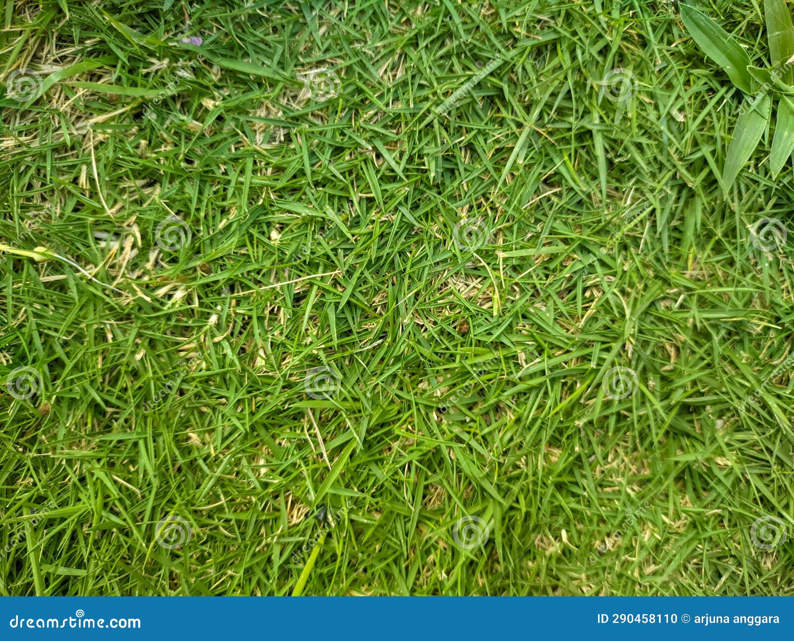 Close Up of Grass for Nature Background Stock Photo - Image of macro ...