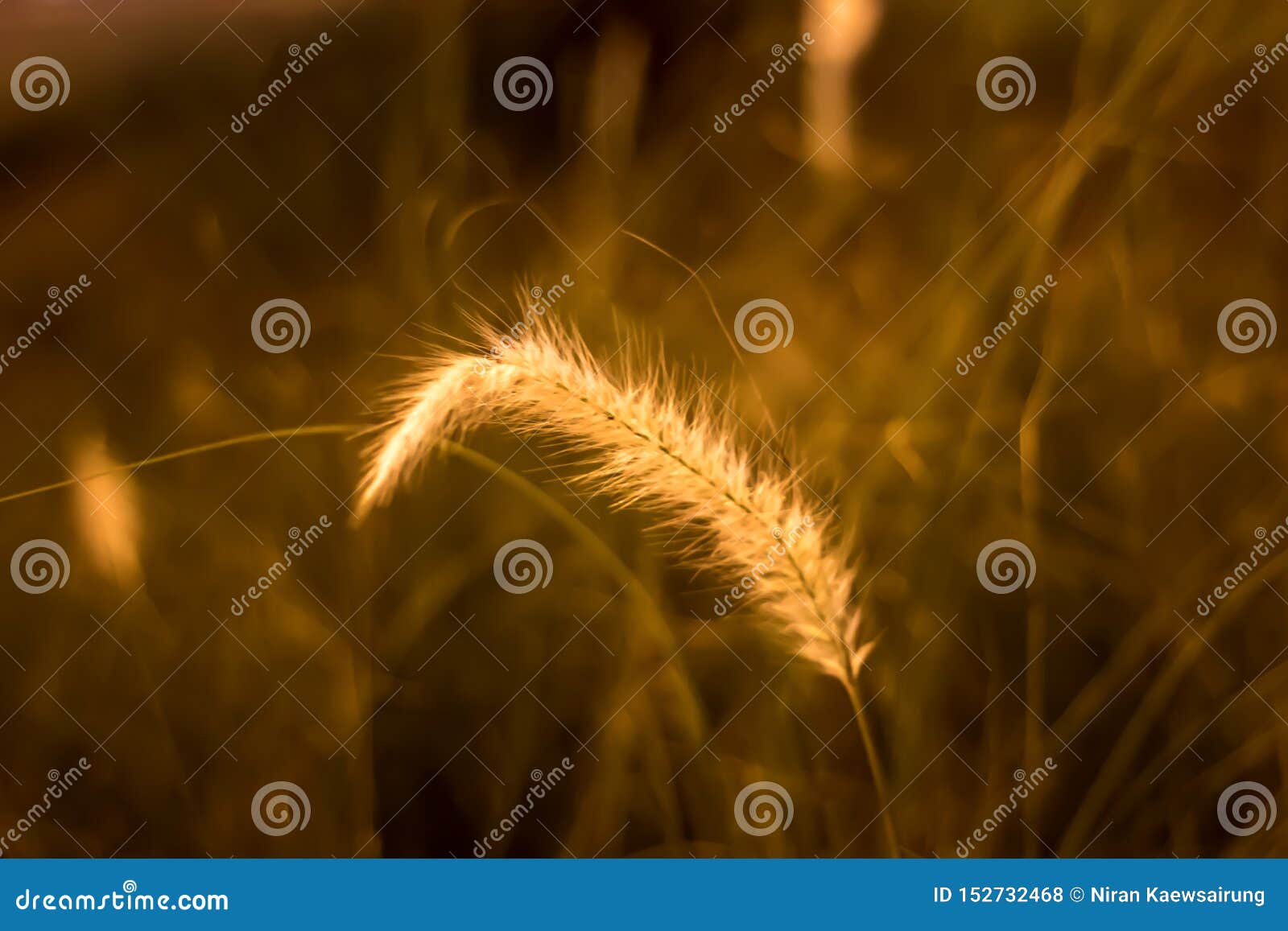 Close-up on the Grass at Night Stock Photo - Image of green, land ...