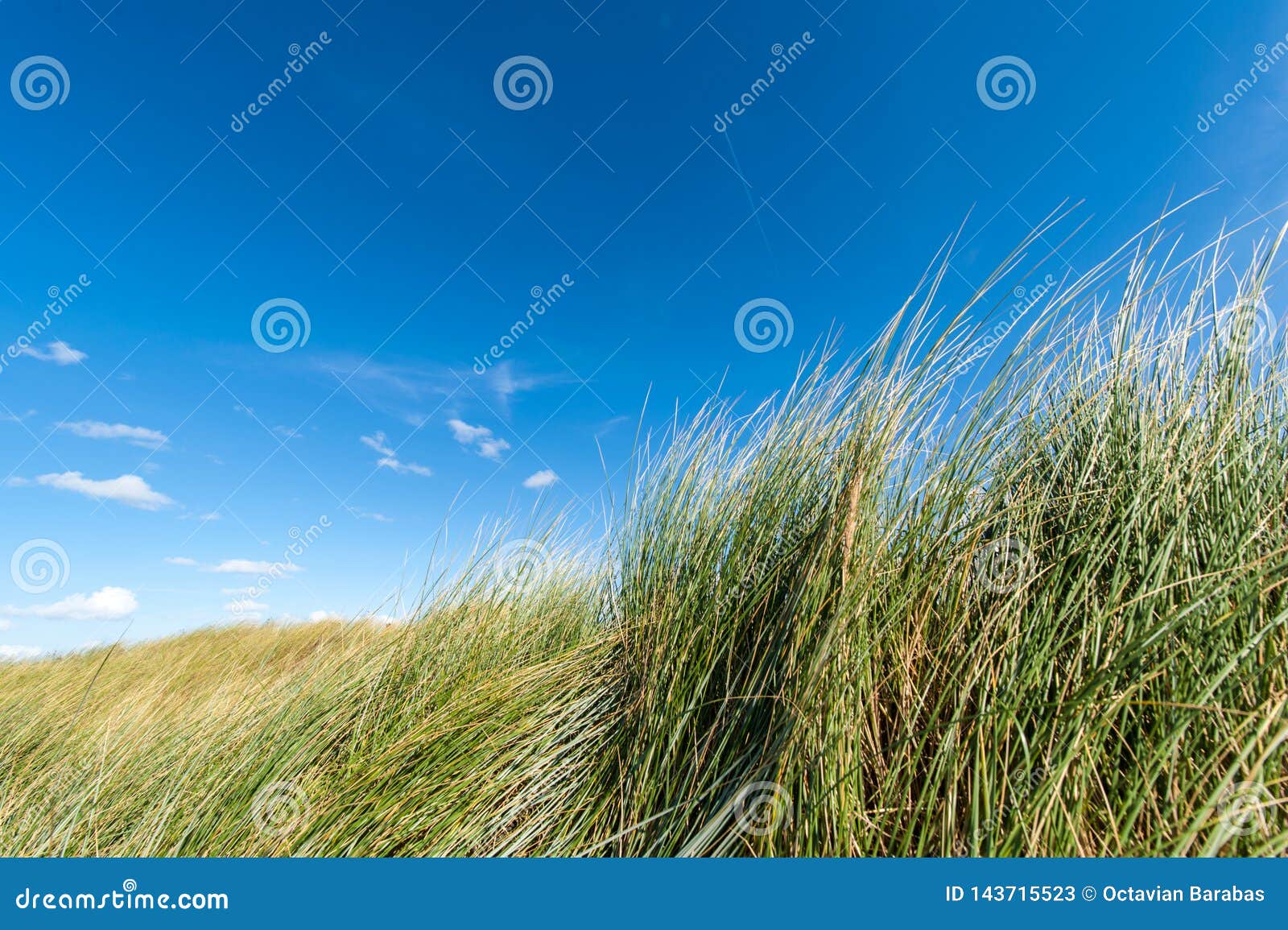 Close Up of Grass on Sandy Beach Stock Image - Image of golden, gold ...