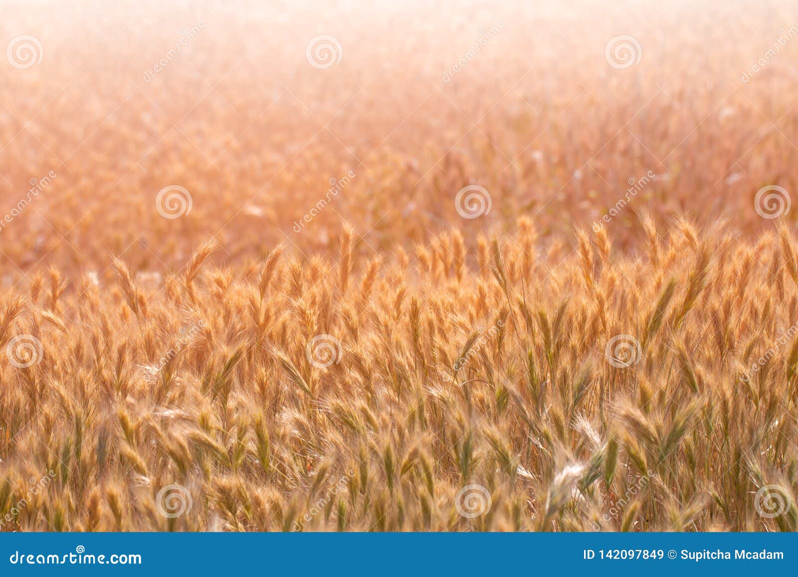 Close Up of Grass Seed Stalks Stock Image - Image of growth, ground ...