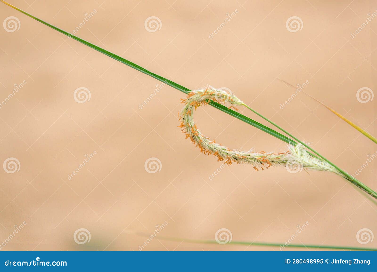 Grass spike stock image. Image of tassel, plant, spike - 280498995