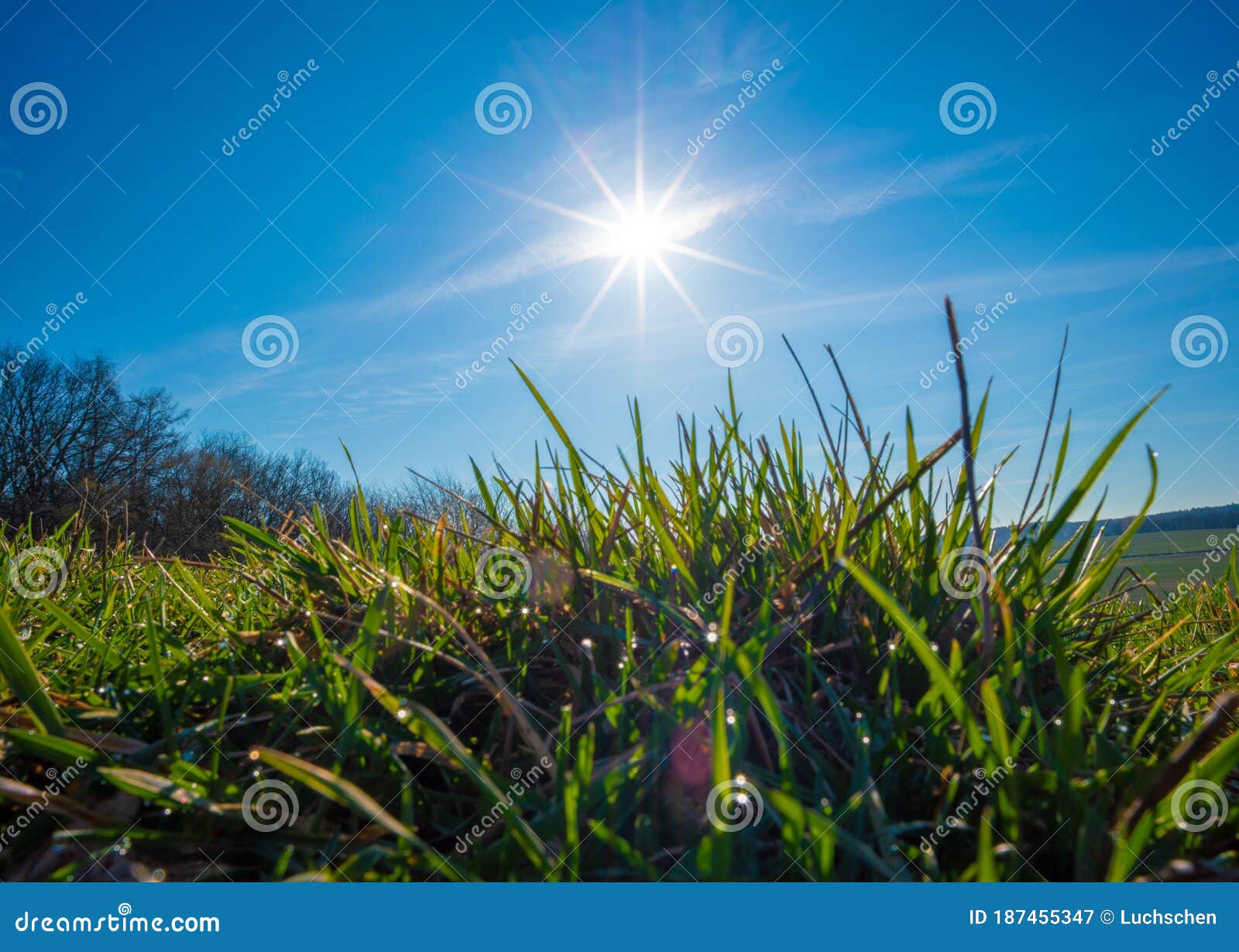 Close up grass at sunrise stock image. Image of garden - 187455347