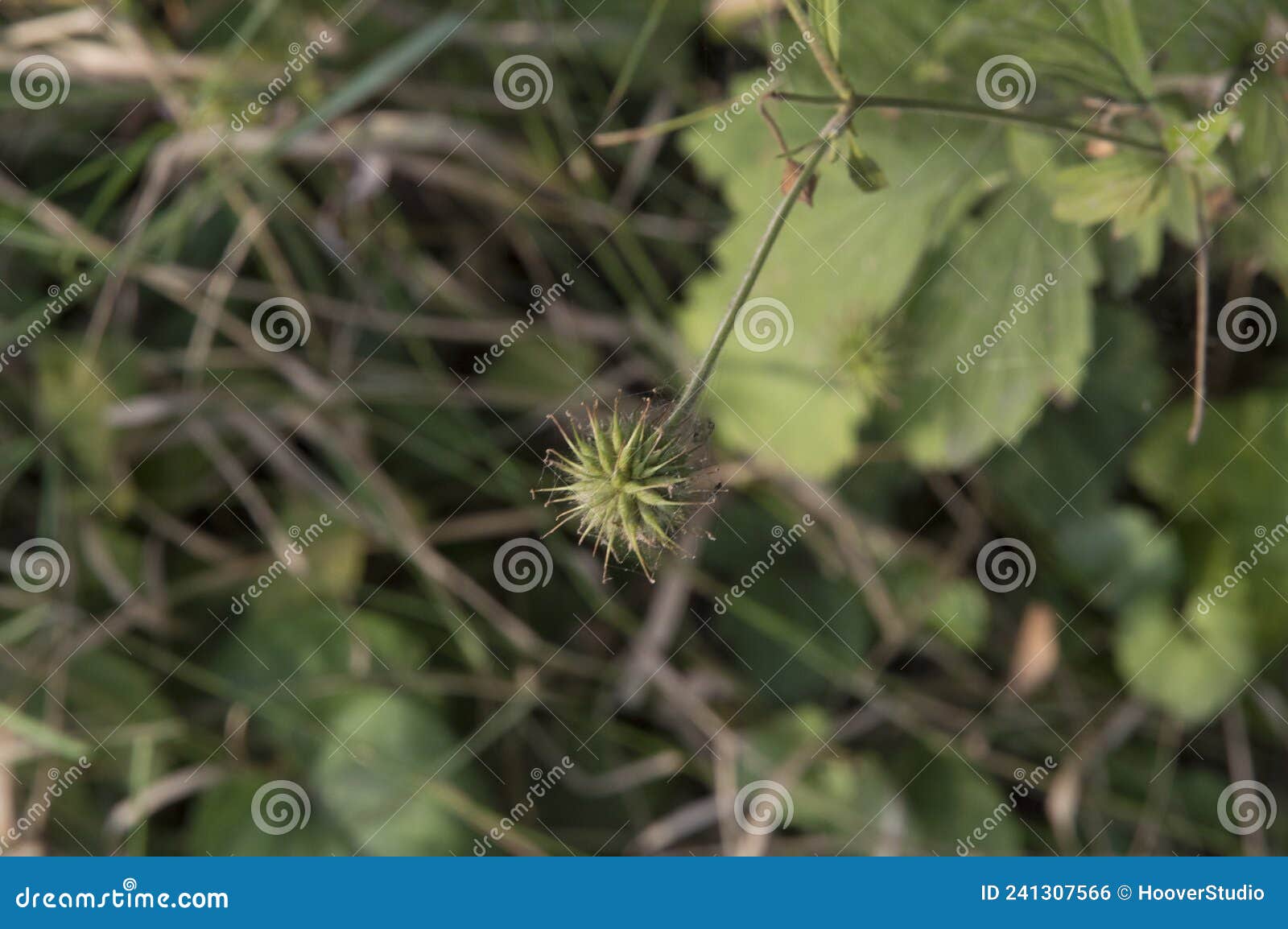 Close-up: Grass with Thin Stem and Round Needle-like Rosete Stock Photo ...