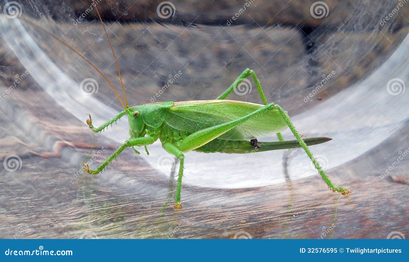 Close-up grasshopper stock image. Image of long, grasshoppers - 32576595