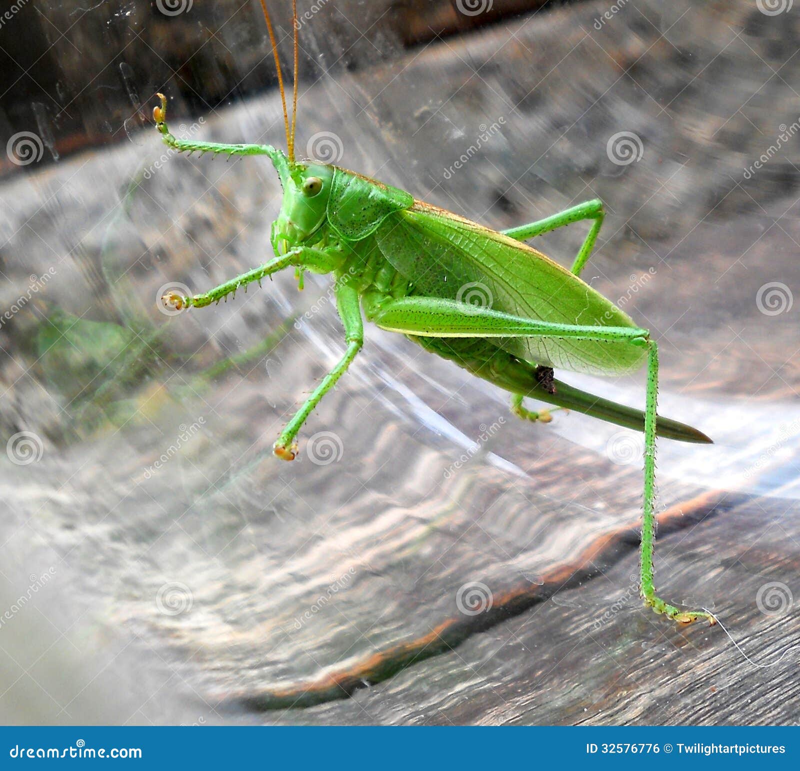 Close-up grasshopper stock photo. Image of green, figures - 32576776