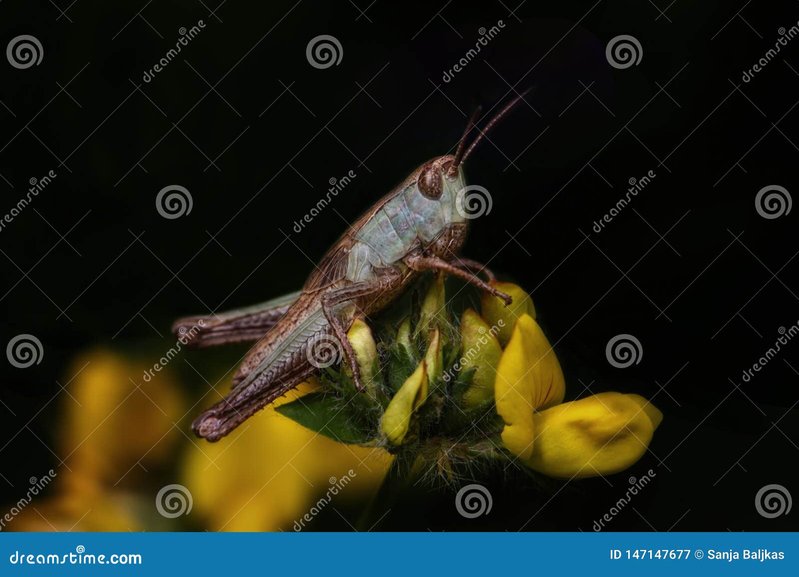 Grasshopper Black And White Stock Image | CartoonDealer.com #119144515