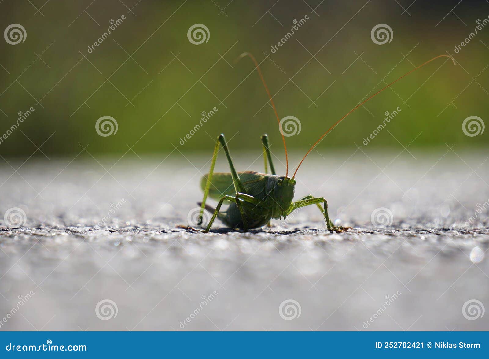 Close-up of Grasshopper on Surface Stock Image - Image of close, green ...