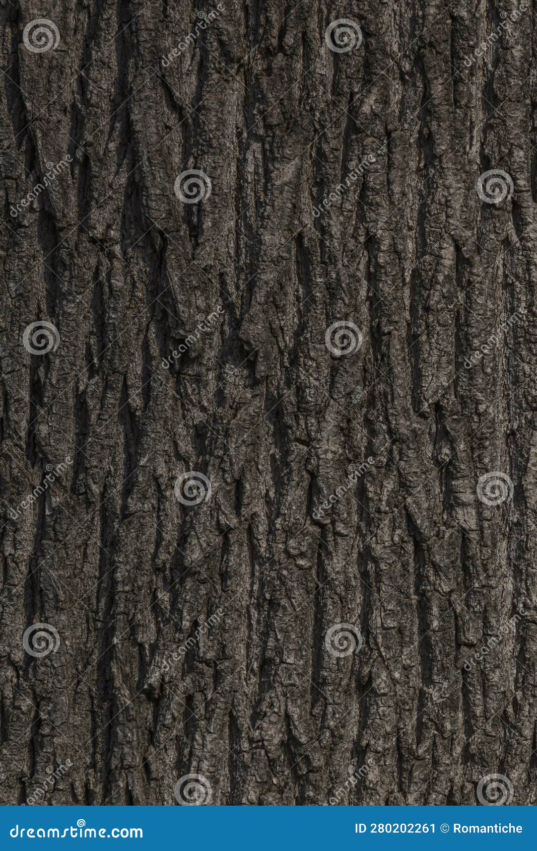 Close Up of Gray Bark Texture Stock Image - Image of wood, plant: 280202261