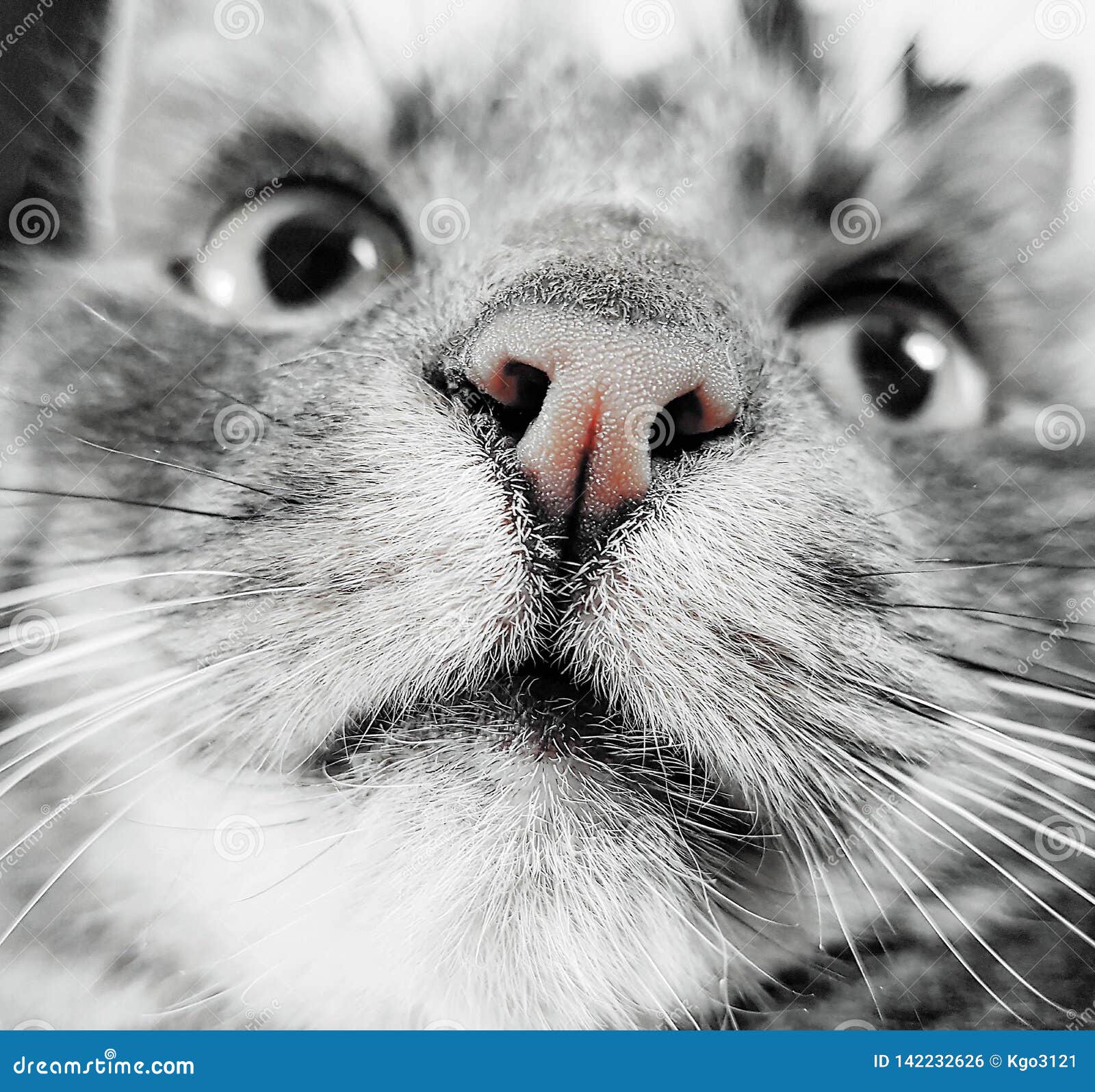 Close up of a gray cat stock photo. Image of close, curious - 142232626
