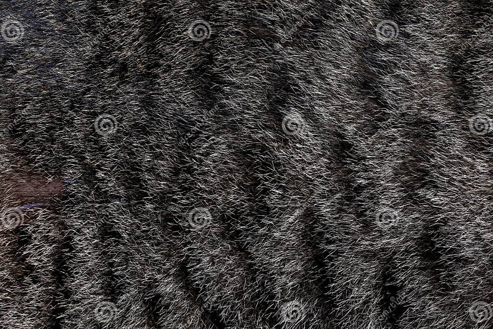 Close Up Gray Cat Skin for Cat Pattern and Background Stock Photo ...